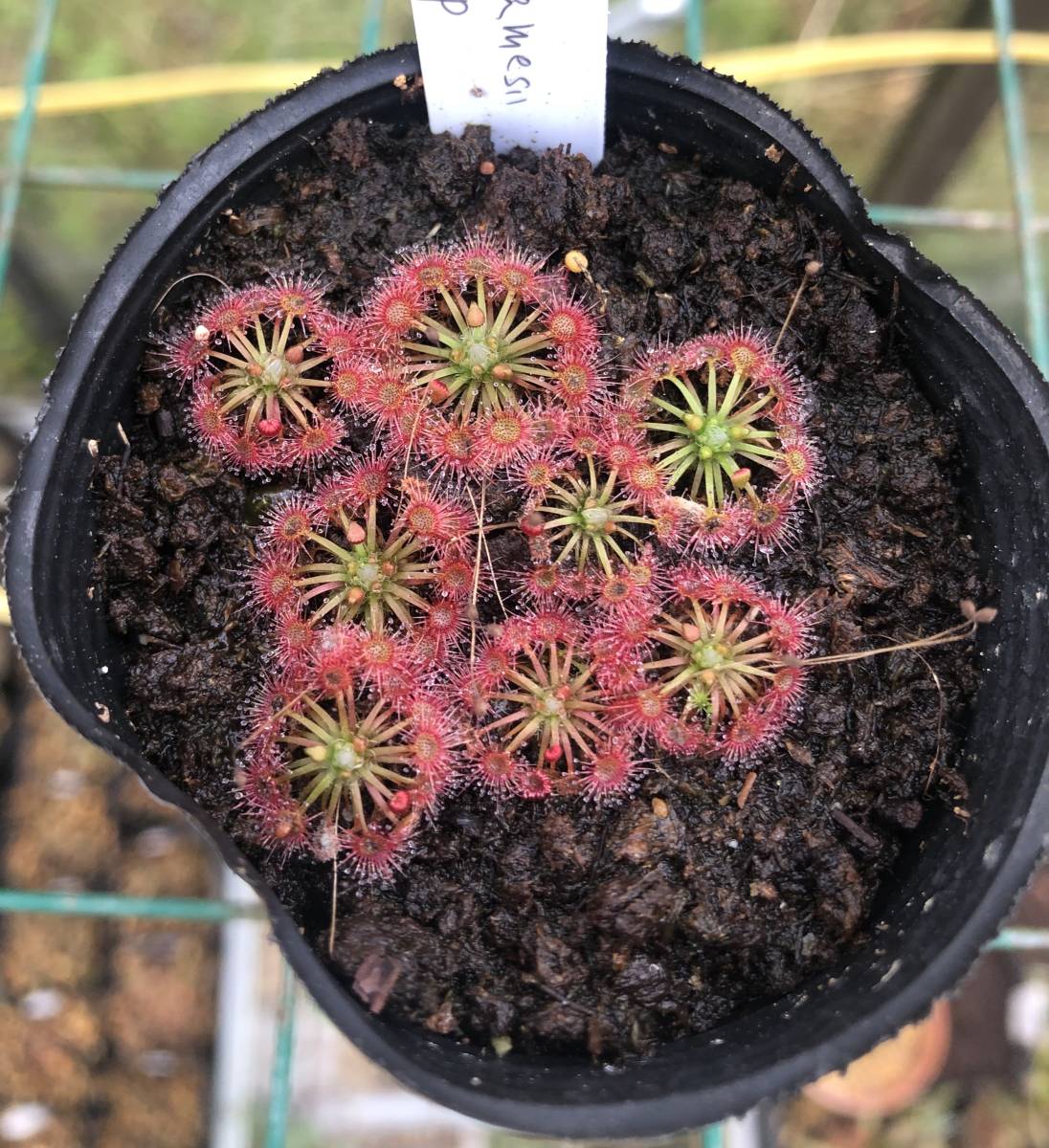 【未使用】(食虫植物)ピグミー・ドロセラ ×シジャメシー(Drosera × sidjamesii (D. patens x ...