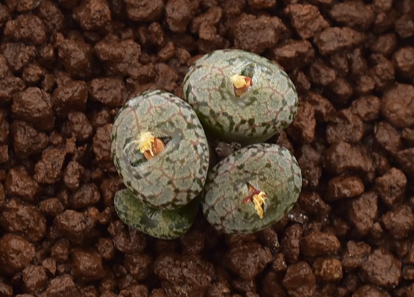【傷や汚れあり】コノフィツム Conophytum comptonii CR1022 Vanrhynspass,Nieuwoudville ...