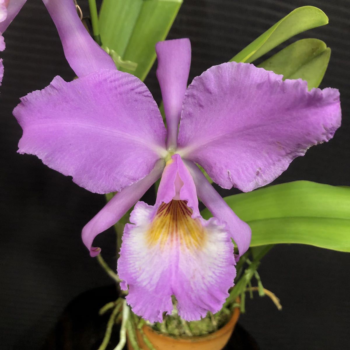 【未使用】洋蘭 原種 C labiata concolor ‘Simoes’ 有名個体の巻の落札情報詳細 - ヤフオク落札価格検索 オークフリー