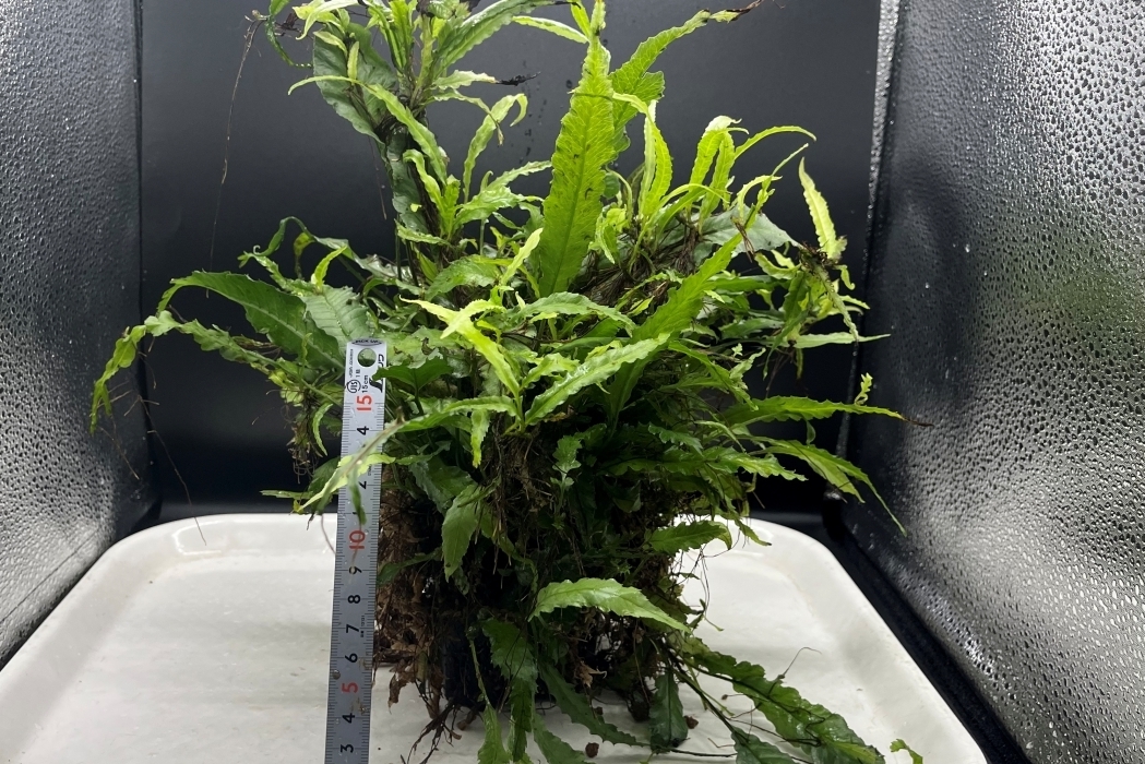 激レア！！ミクロソリウム sp ショートドラゴンテール ワイルド増殖株 の落札情報詳細| ヤフオク落札価格情報 オークフリー