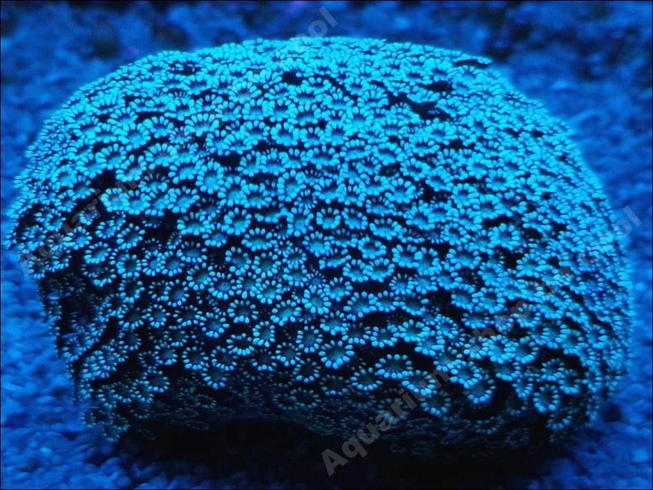 【未使用】『ビクール』M39 アワサンゴ （8cm前後）の落札情報詳細 - Yahoo!オークション落札価格検索 オークフリー