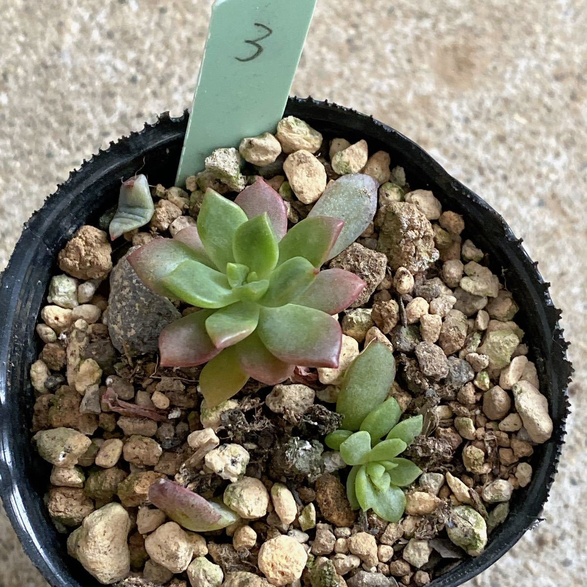 【やや傷や汚れあり】名無し 写真現物 2号 抜き苗 多肉植物 寄せ植えにも♪ Seewee_Succulentsの落札情報詳細 - ヤフオク ...