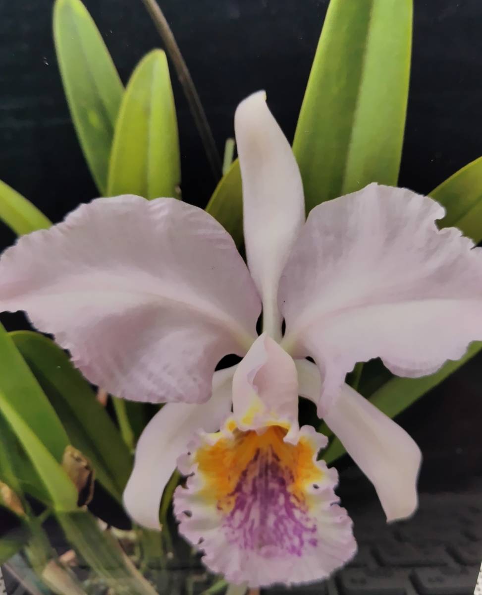 【新品】118739洋蘭原種mossiae coerulea ‘Blue Legend‘ 蕾着きのオリジナル分け株ですの落札情報詳細 ...