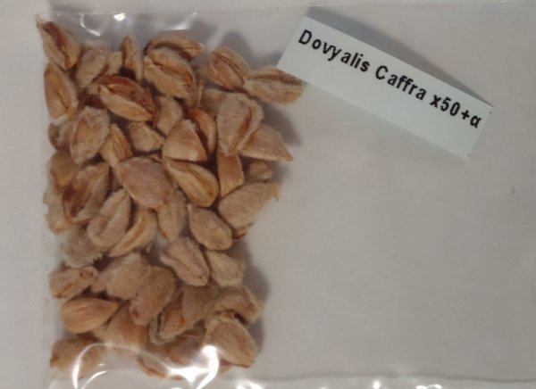 【未使用】ケイアップル 種子 50粒+α Dovyalis Caffra 50 seeds+α 種 Kei Appleの落札情報詳細 ...
