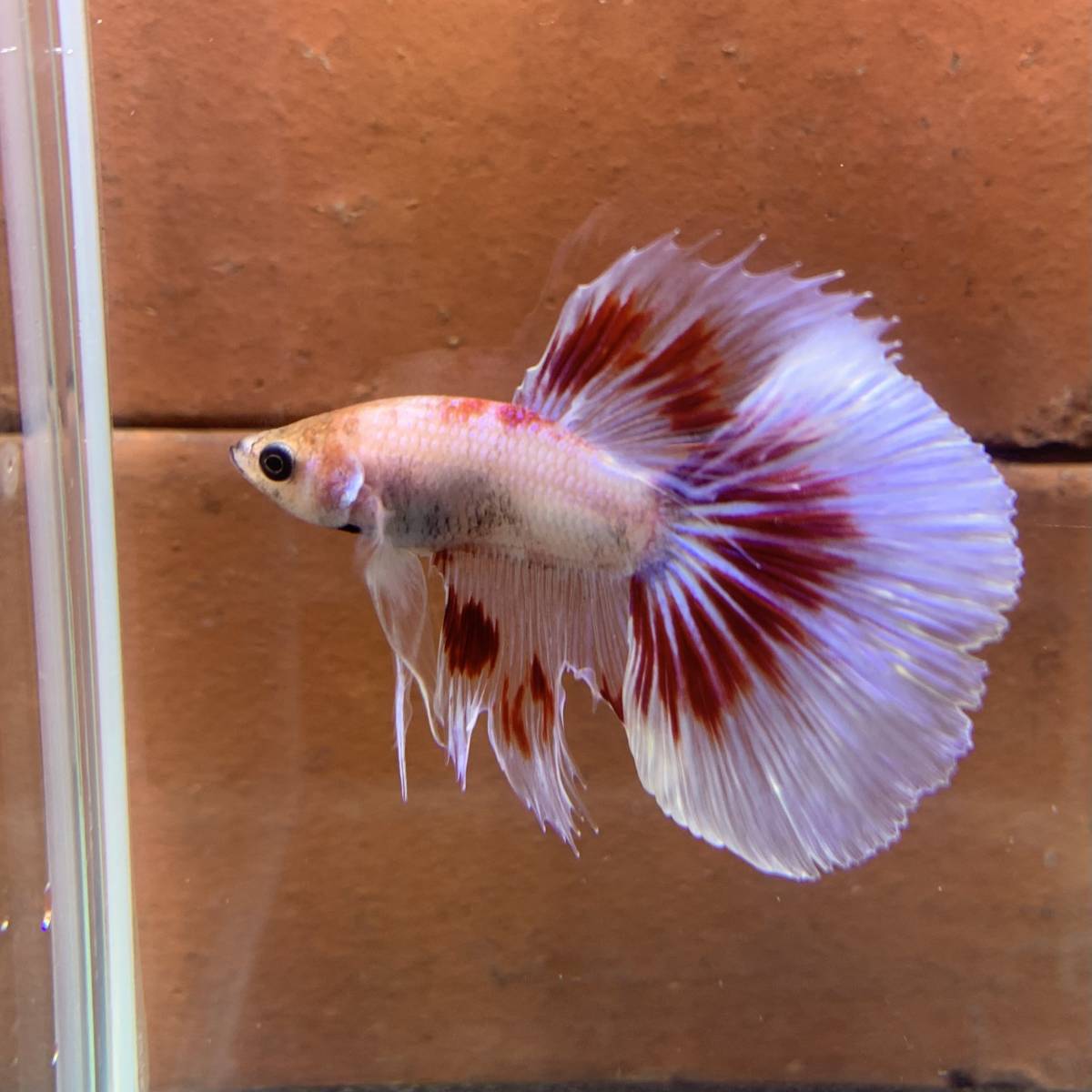 【未使用】ベタ ショーベタ オス 03M1017-003 ハーフムーン 生体 熱帯魚の落札情報詳細 - ヤフオク落札価格検索 オークフリー