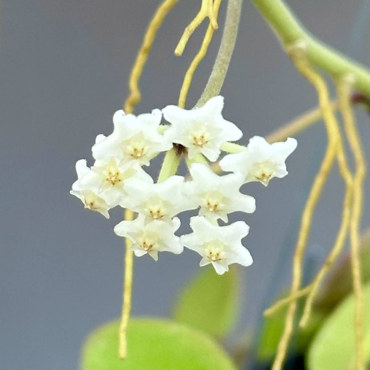 【やや傷や汚れあり】1 Hoya nummularioides yellow corona / ホヤ ヌンムラリオイデス イエロー コロナ ...