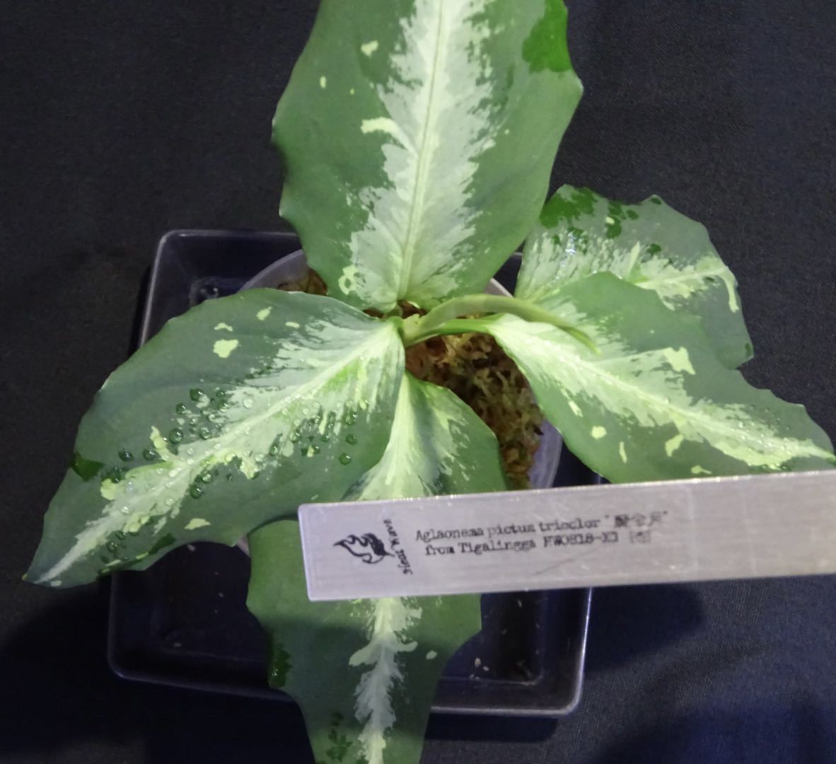 【未使用に近い】Aglaonema pictum tricolor 朧令月 from Tigalingga【HW0818-XG】(壱）アグラオネマの落札情報詳細 - ヤフオク落札価格検索 オークフリー