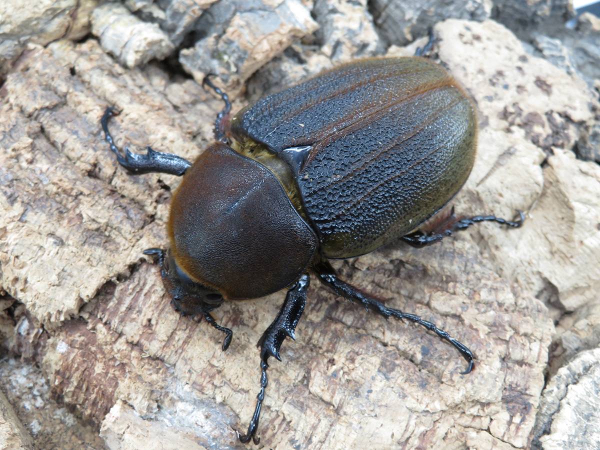 【未使用】DHヘラクレスオオカブト 新成虫 ♀単品 WF2 ①の落札情報詳細 - Yahoo!オークション落札価格検索 オークフリー