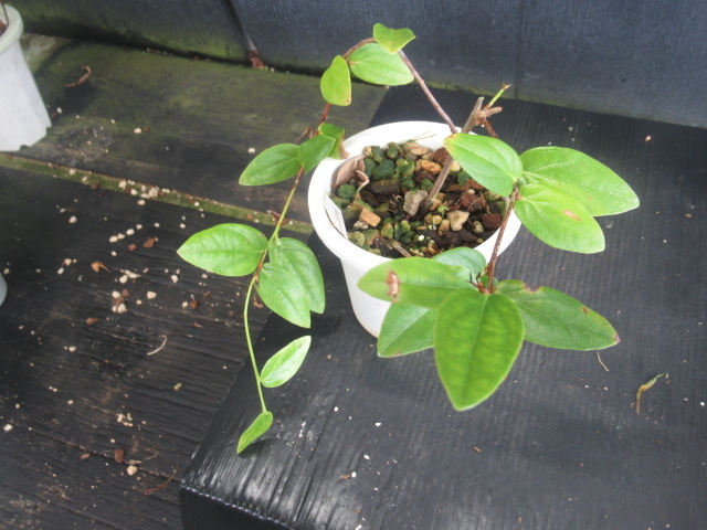 【未使用】KN マクレアニア インシグニス（MACLEANIA INSIGNIS） 0.8M以下の落札情報詳細 - Yahoo!オークション ...