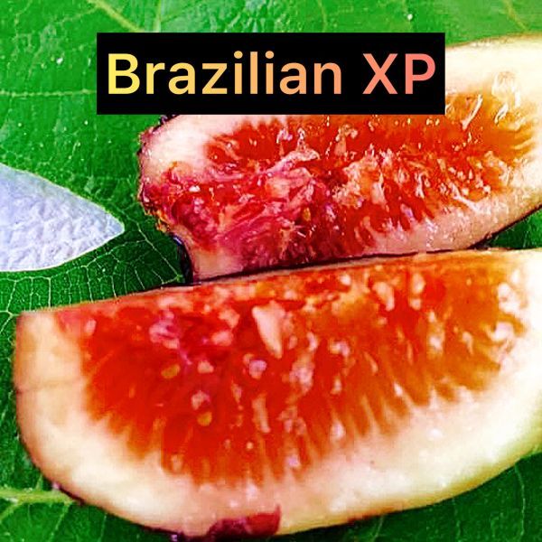 【未使用】【Fg103】在庫ラスト！！極太ロング 超希少 『 Brazilian xp 』イチジク 穂木 挿し木 無花果の落札情報詳細 ...