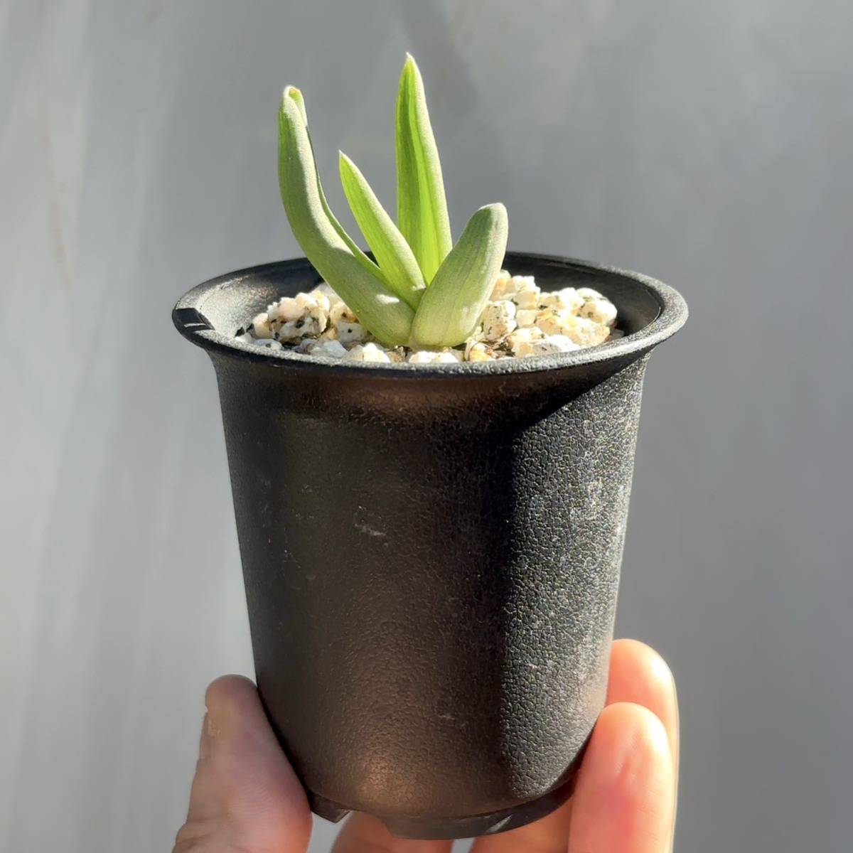 【やや傷や汚れあり】ブルビネ sp. JAA2378 Nardousberg / 検 Bulbine sp. ケープバルブ 多肉植物 珍奇植物 ...