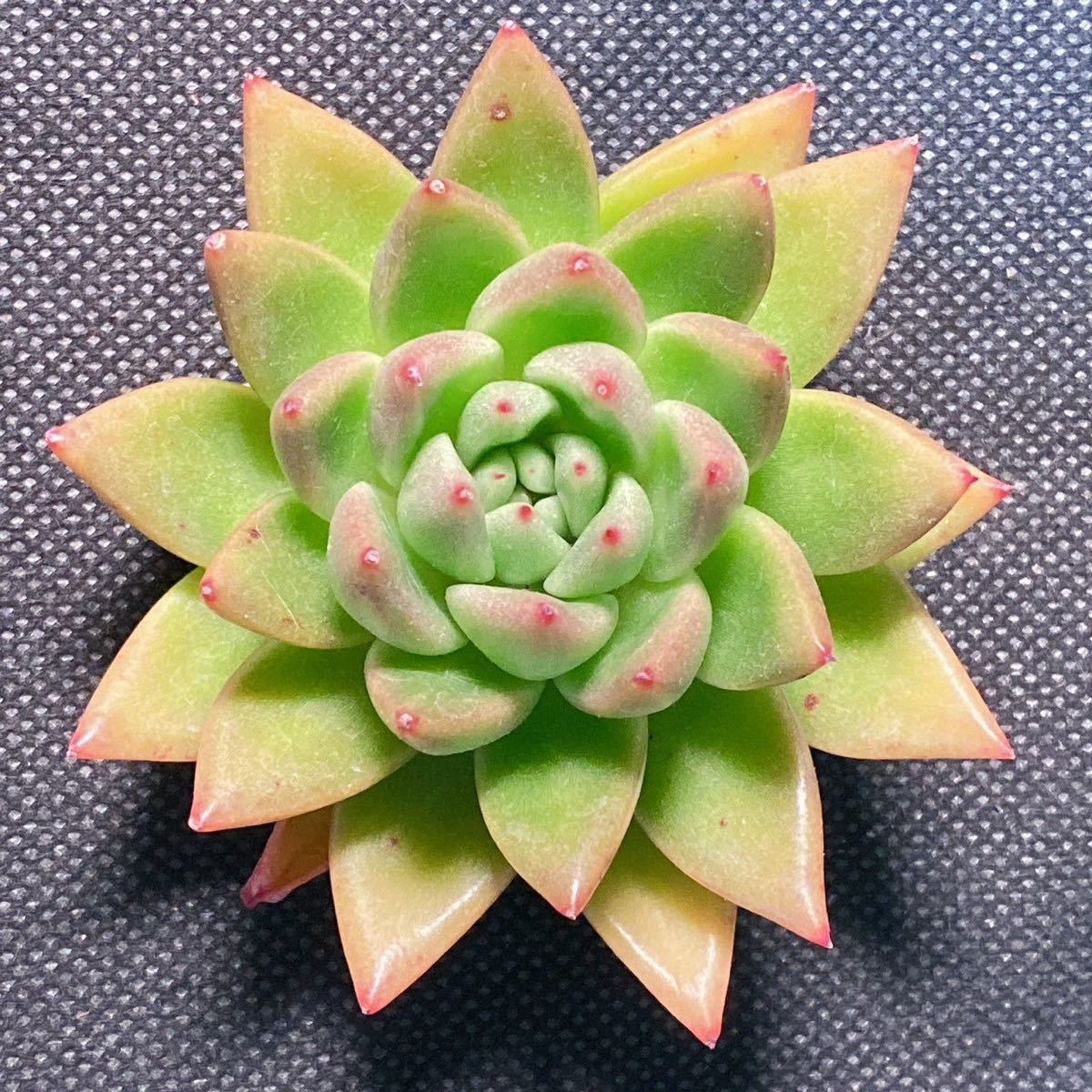 【やや傷や汚れあり】h61 ライムフィンガー アガボイデス交配種 韓国苗 多肉植物 エケベリア 1苗の落札情報詳細 ヤフオク落札価格