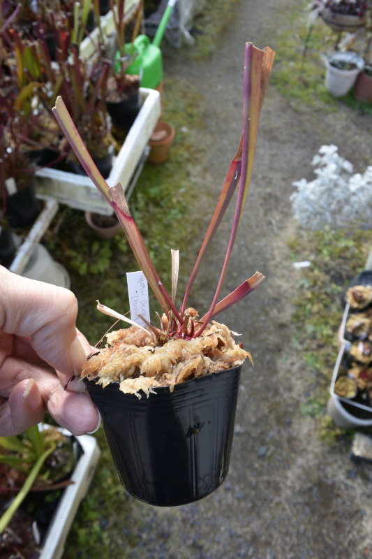 【目立った傷や汚れなし】【食虫植物】 Sarracenia alata Deep Maroon Throat, ex Welham , CKの ...