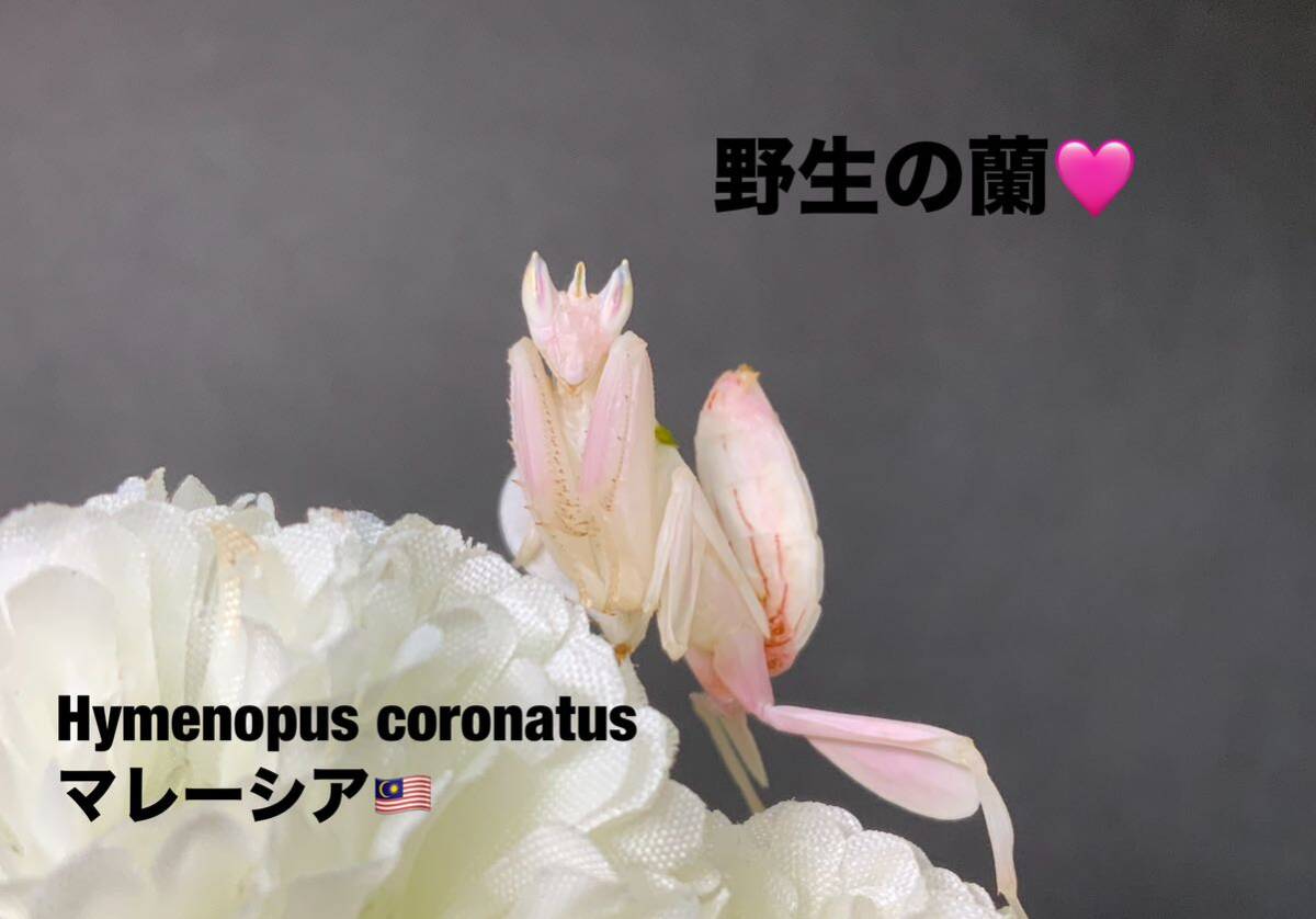 【目立った傷や汚れなし】天然物Hymenopus coronatus マレーシア産 6〜7令幼虫メス単品 ハナカマキリ カマキリ ※補償あり ...