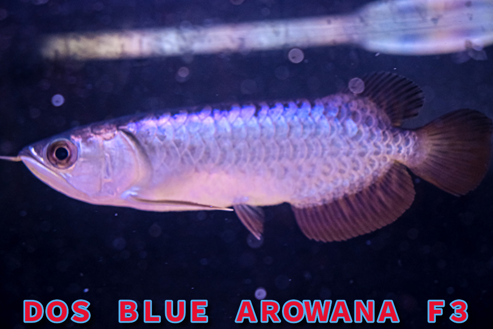 【目立った傷や汚れなし】売り切り、インドネシア産 極上藍底過背金龍『 DOS・BLUE・AROWANA ・F3 』 ブルータイプ強烈光沢 20cm NO509の落札情報詳細 - Yahoo ...