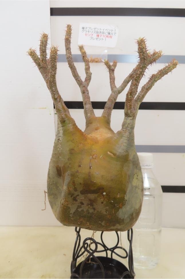 【未使用に近い】8927 「塊根植物」パキポディウム グラキリス L 厳選株 抜き苗【9/8最新到着・gracilius・根切確認済・購入でセンナ種子プレゼント！】の落札情報詳細 ...