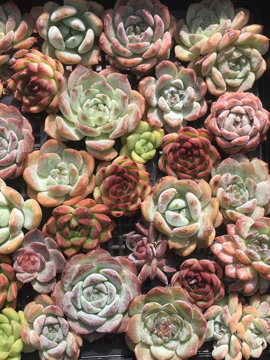 【未使用に近い】本日販売開始 新入荷 44株 F456-1 多肉植物と楽しむ エケベリア レア種 カット苗 韓国苗 サボテン 詰め合わせの落札情報詳細 - Yahoo!オークション落札価格検索 ...