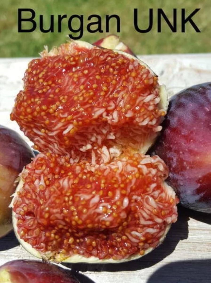 【未使用】24-222 Burgan Unknown （ Burgan UNK ）（ バーガン アンノウン ） イチジク 苗木 海外で評判が ...