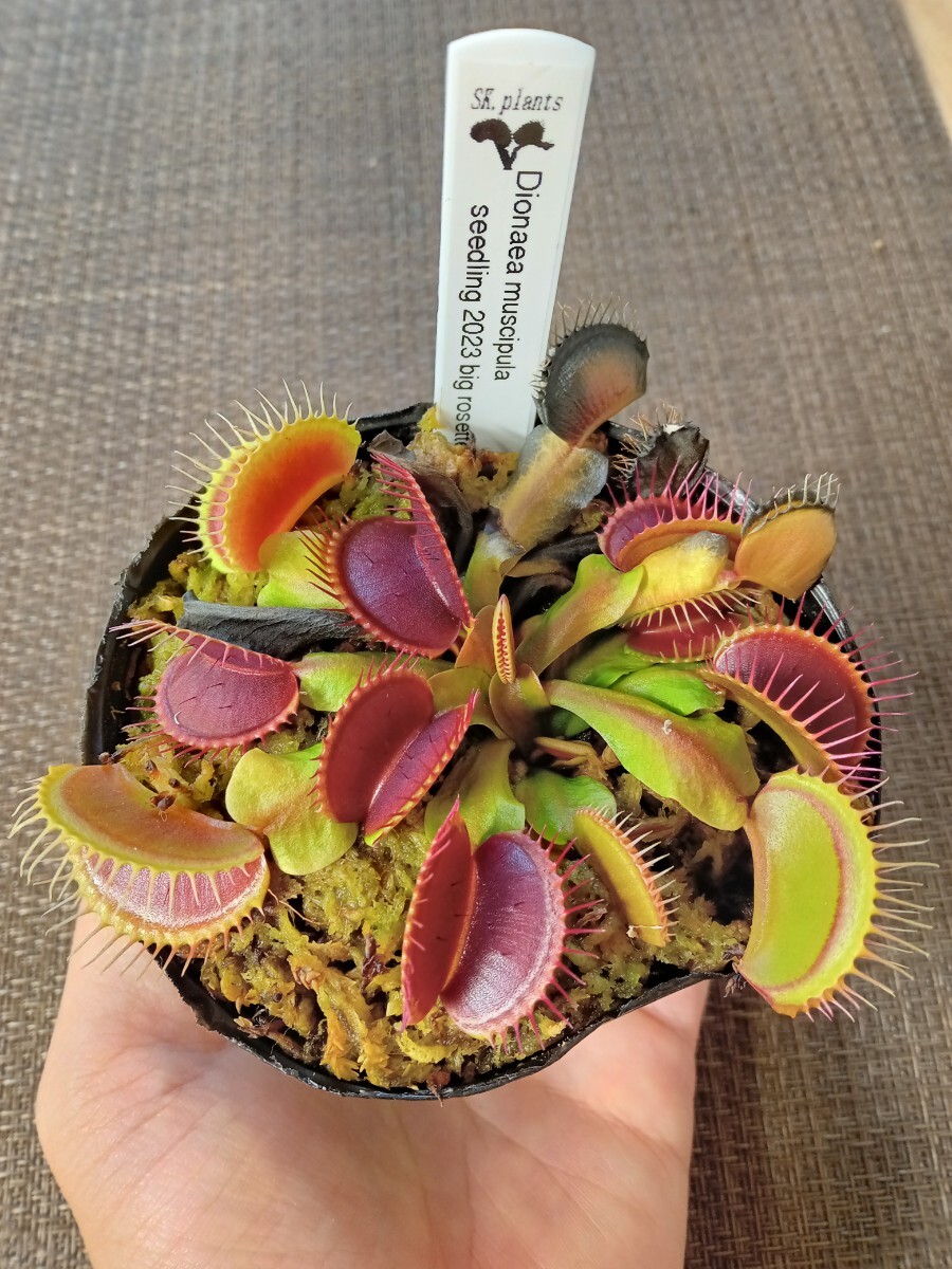 【未使用】食虫植物 Dionaea muscipula seedling 2023 big rosette 実生ハエトリソウの落札情報詳細 ...