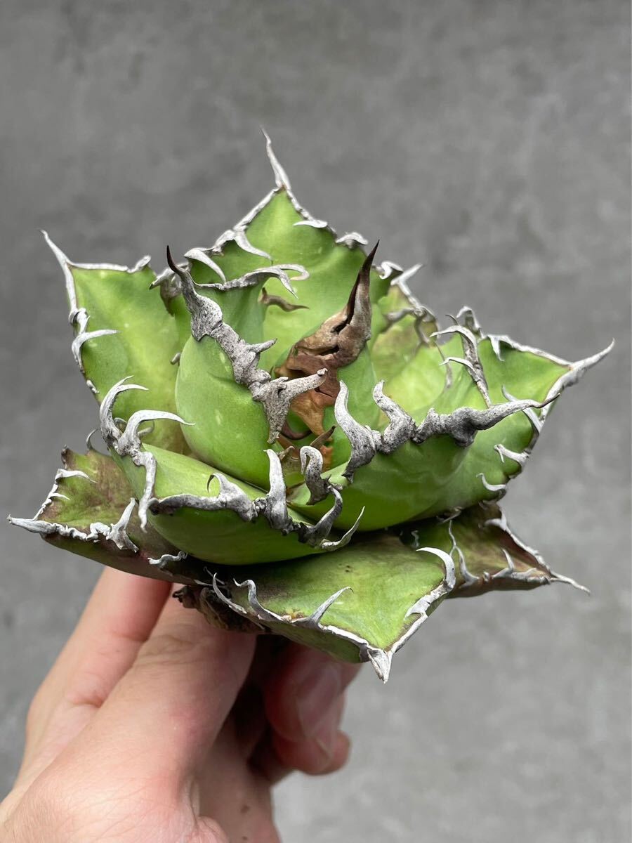 【やや傷や汚れあり】018ー2【龍球會血統】特選 アガベ チタノタ 凱撒‘Super CAESAR’ スーパーシーザー 強棘 SSS極上美株 激レア！スーパーコンパクト の落札情報詳細 ...