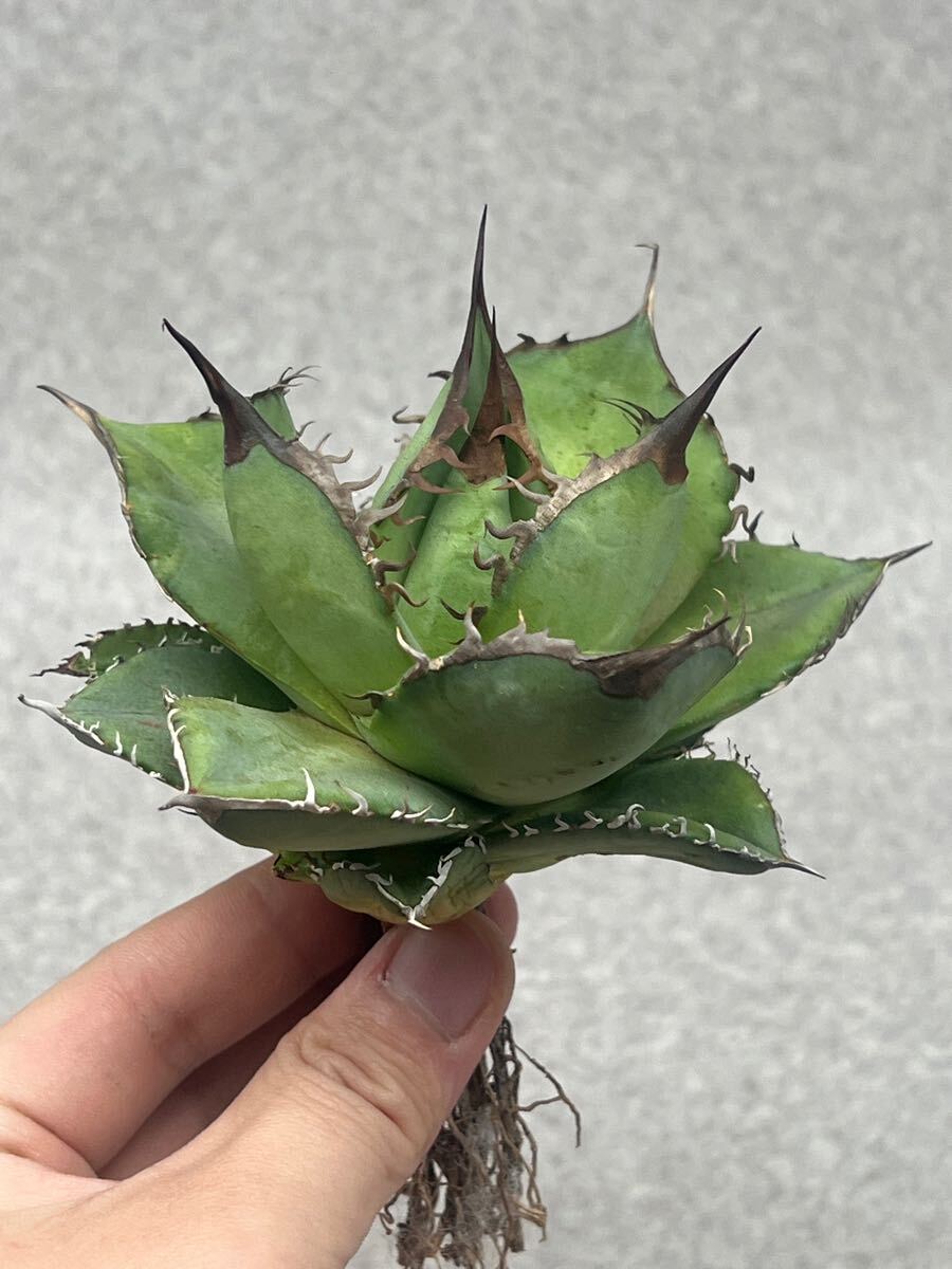 【やや傷や汚れあり】Y2-3【龍球会】【AGAVE TITANOTA ‘ Spade 】アガベ チタノタ 強棘 黒桃 子株付きの落札情報詳細 ...