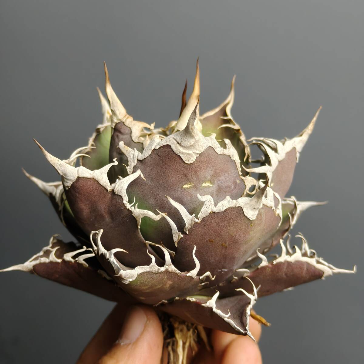 【やや傷や汚れあり】【龍園觀】No.327 特選 アガベ チタノタ "凱撒" ‘SUPER CAESAR’ シーザー ☆超絶狂棘☆ 極上美株 激レア！の落札情報詳細 - Yahoo ...