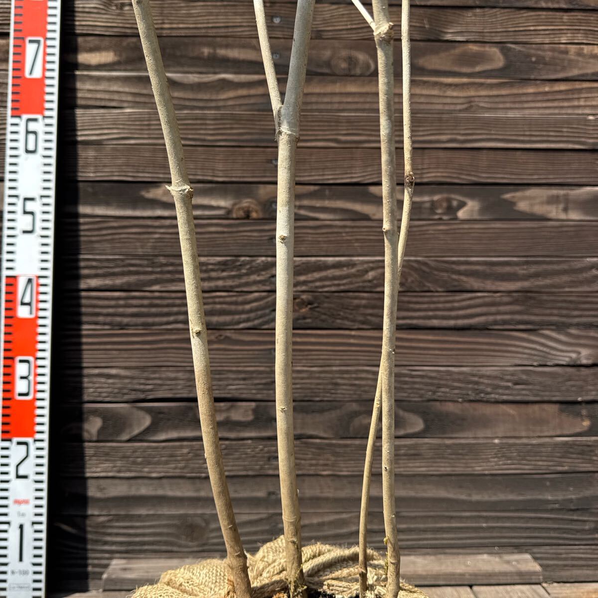 【未使用】自生山採り/アオダモ/大株【現品発送】管理70180の落札情報詳細 - Yahoo!オークション落札価格検索 オークフリー