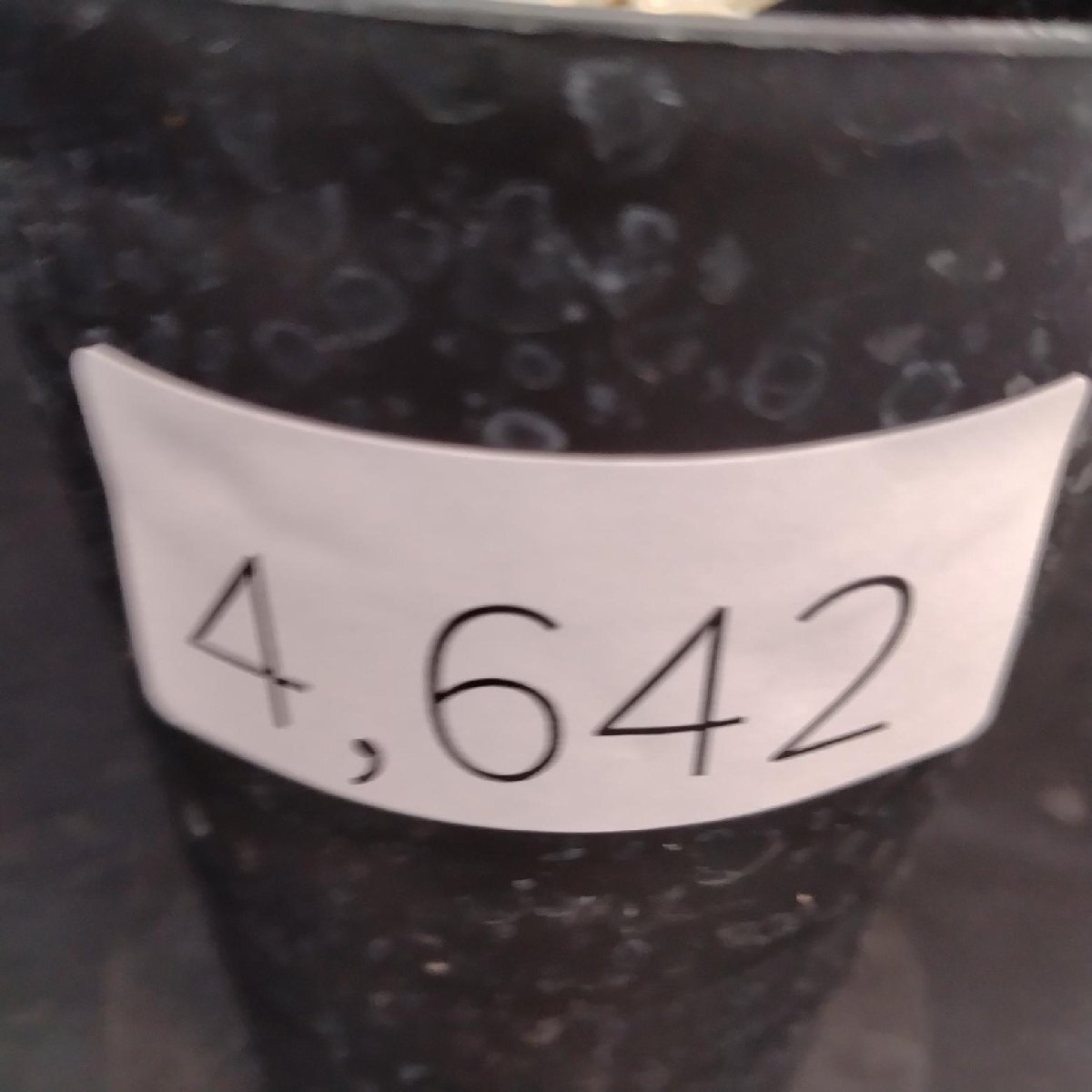 【未使用に近い】4642 「実生」パキポディウム デンシカウレ【塊根植物・葉落ちする・P.Densicaule・恵比寿大黒・大粒】の落札情報詳細 - Yahoo!オークション落札価格検索 オークフリー