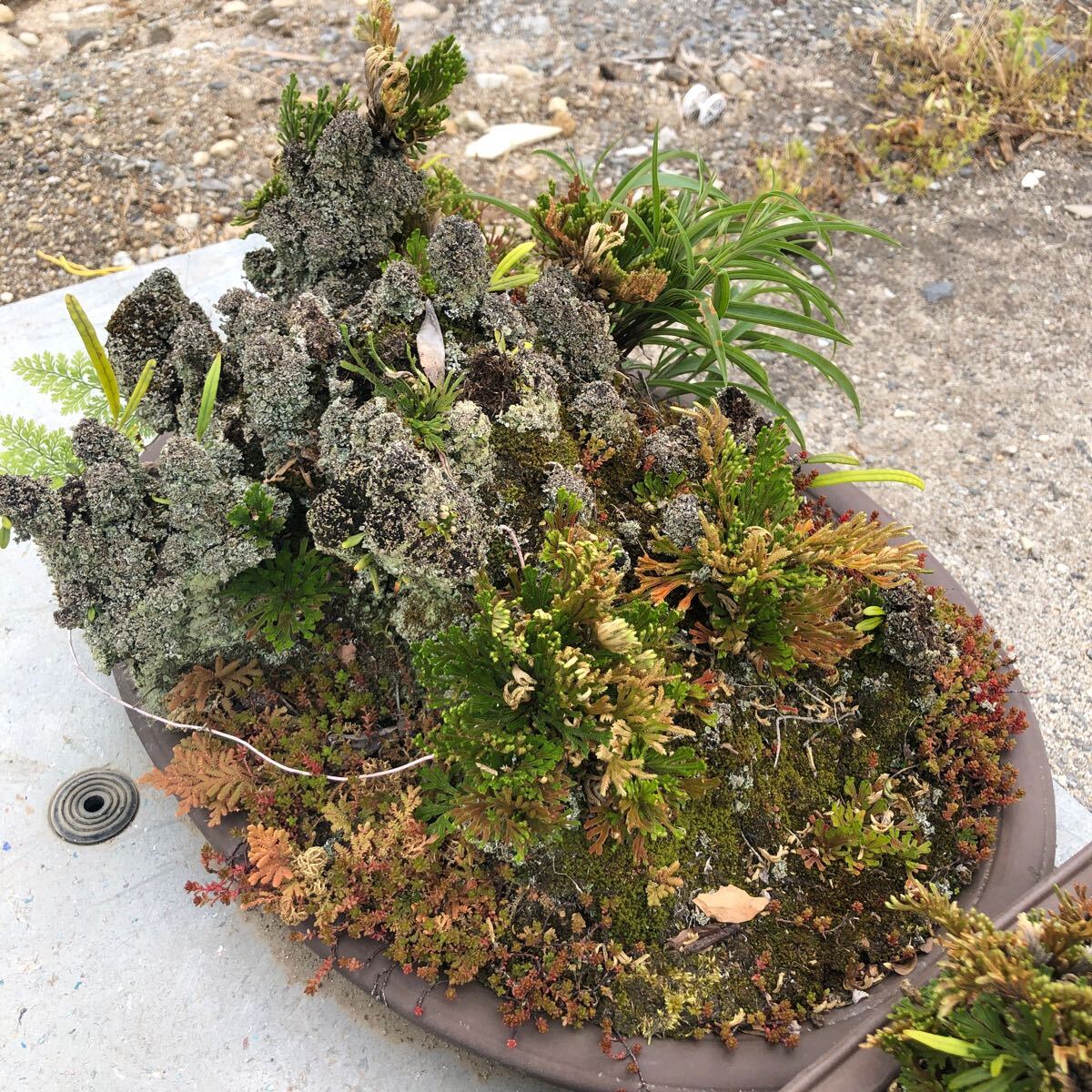 【傷や汚れあり】T3209 イワヒバ 岩芝 岩ヒバ 盆栽 引退品 多数 軽トラ引き取りの落札情報詳細 - Yahoo!オークション落札価格検索 オークフリー