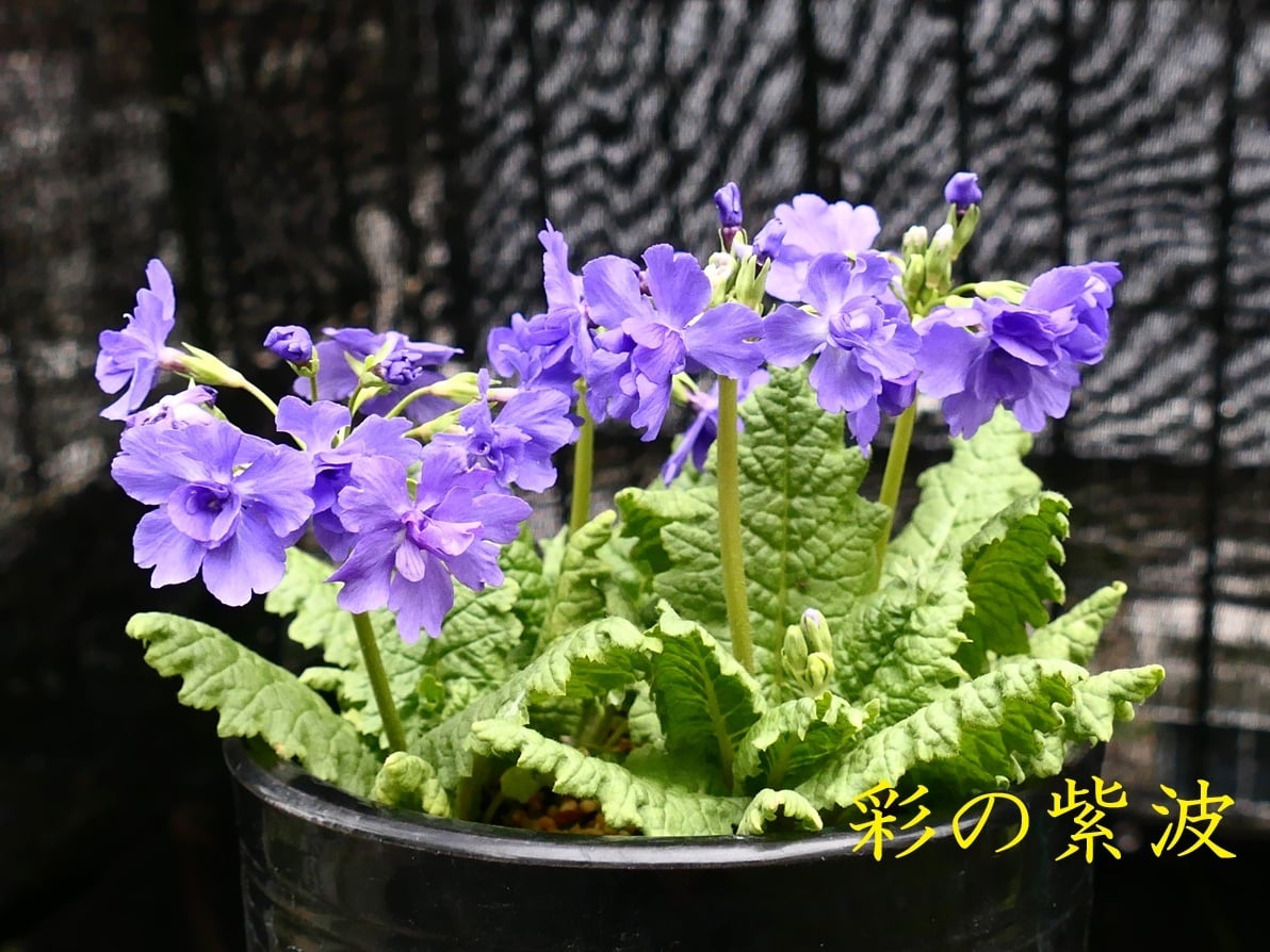 【目立った傷や汚れなし】八重咲日本桜草《彩の紫波》（さいのしわ）の落札情報詳細 - Yahoo!オークション落札価格検索 オークフリー