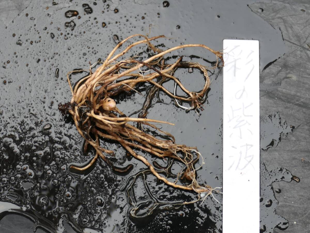 【目立った傷や汚れなし】八重咲日本桜草《彩の紫波》（さいのしわ）の落札情報詳細 - Yahoo!オークション落札価格検索 オークフリー