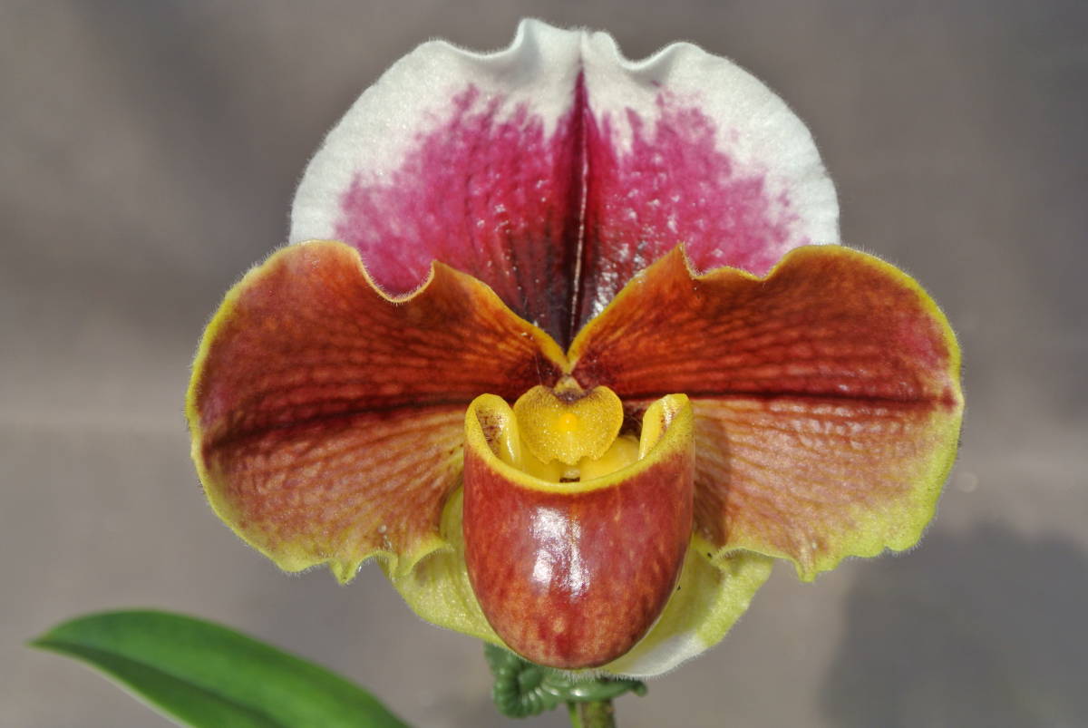 【新品】【セレクトパフィオ】OS1338 Paph. ( Valwin × Ruby Doll `Tokyo' BM/JOGA )の落札情報 ...
