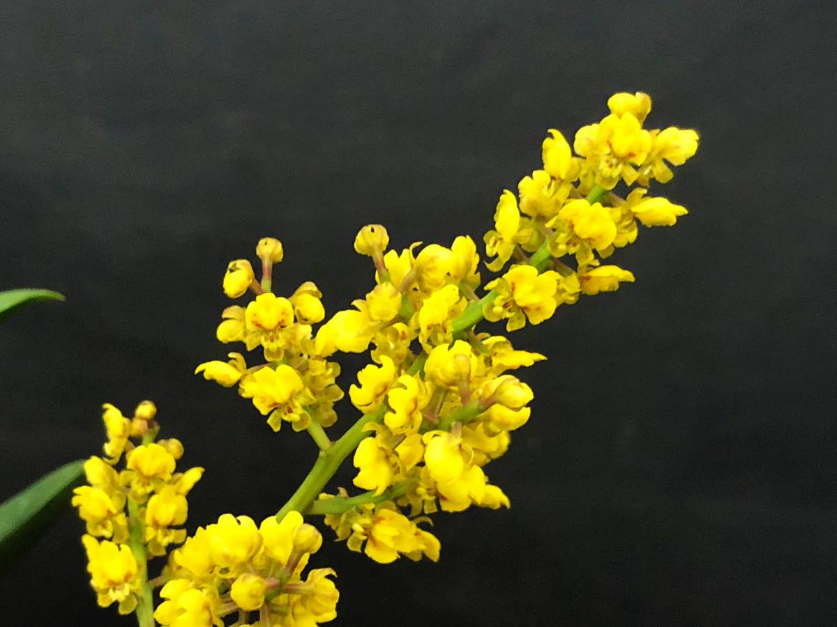 【新品】★洋蘭★原種★Trichocentrum pumilum★トリコセントラム プミラム★旧オンシジューム属★小型種★現在開花中★の落札 ...