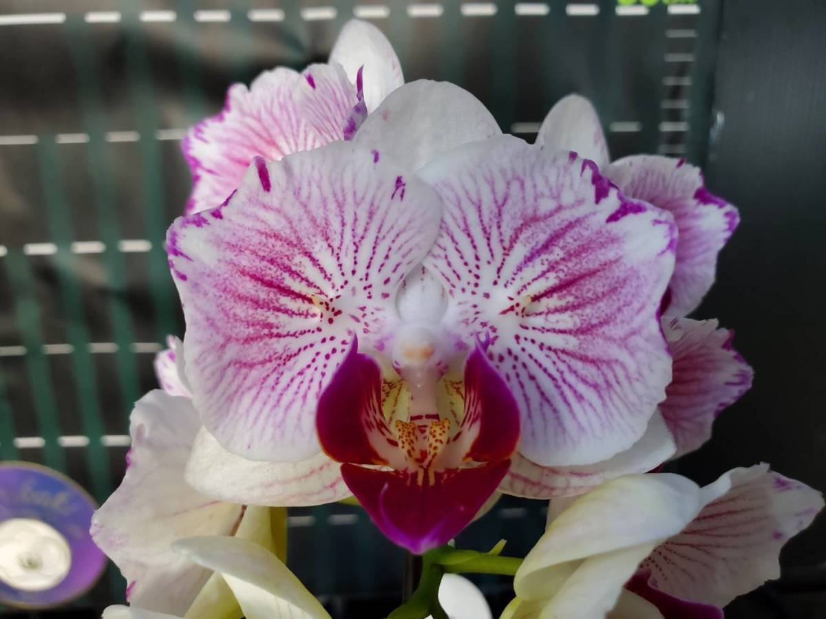 胡蝶蘭 希少メリクロン変異種！Phal.OX Little Prince 2「開花中」の落札情報詳細 - Yahoo!オークション落札価格検索 ...