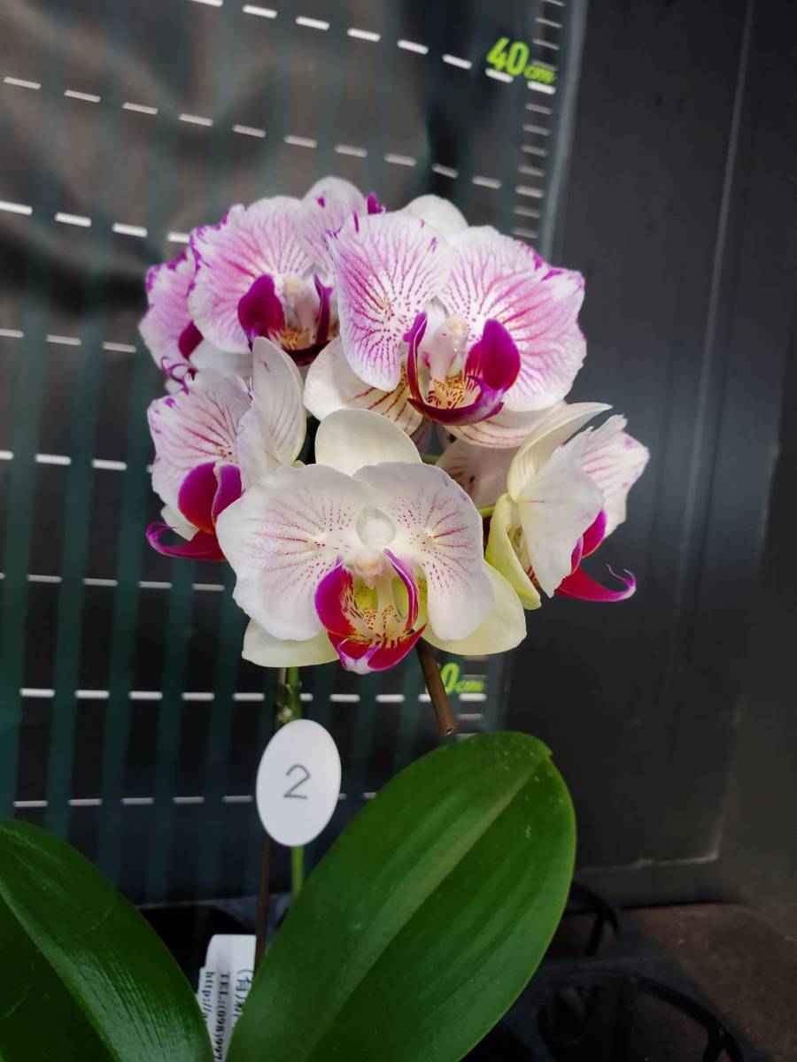 胡蝶蘭 希少メリクロン変異種！Phal.OX Little Prince 2「開花中」の落札情報詳細 - Yahoo!オークション落札価格検索 ...