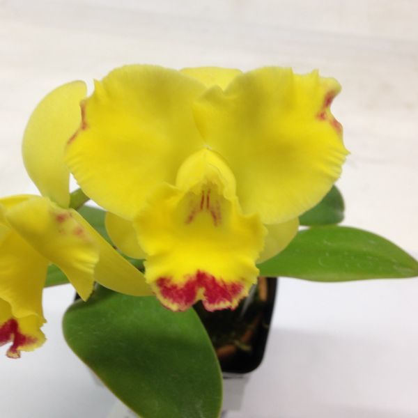 794【花付き株】カトレア チェリービー ‘エモーション’ C.(Sc.)Cherry Bee ‘Emotion’ 洋蘭 交配種 (23419 ...