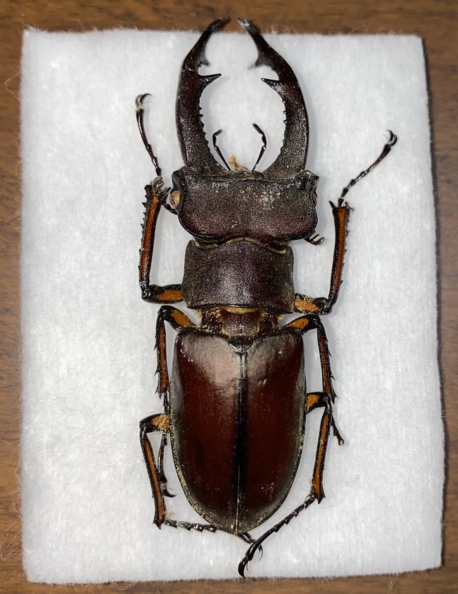 中国浙江産 ミヤマクワガタ lucanus fonti 雄 55mm A2 の落札情報詳細| ヤフオク落札価格情報 オークフリー