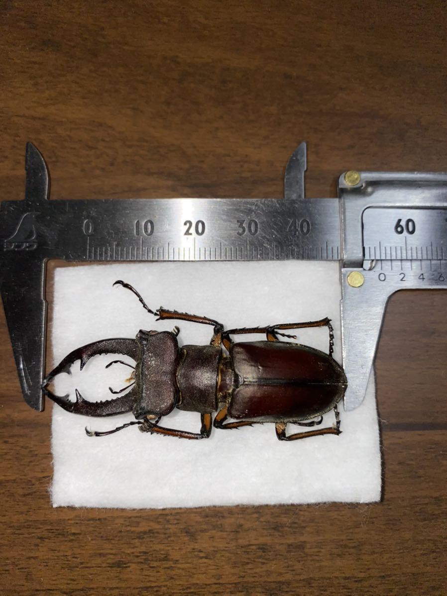 中国浙江産 ミヤマクワガタ lucanus fonti 雄 55mm A2 の落札情報詳細| ヤフオク落札価格情報 オークフリー