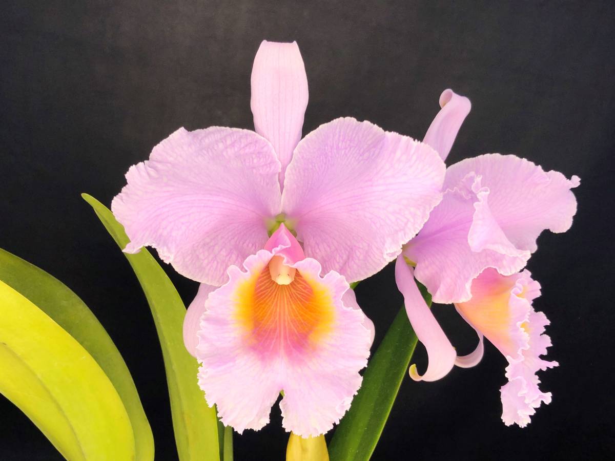 【新品】★洋蘭★原種★カトレア★C. schroederae 'Popayan' x self★シュロデレー ‘ポパヤン’ セルフ★実生株★ ...