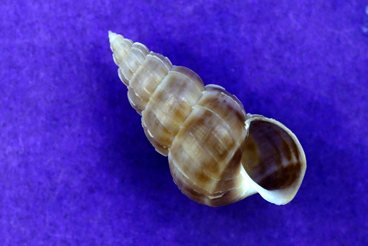 【新品】Epitonioidea-0093 ハスノミイトカケ美品 Kurodacirsa(Kurodacirsa) lotus Masahito and Habe, 1975 貝 貝殻 貝類 ...