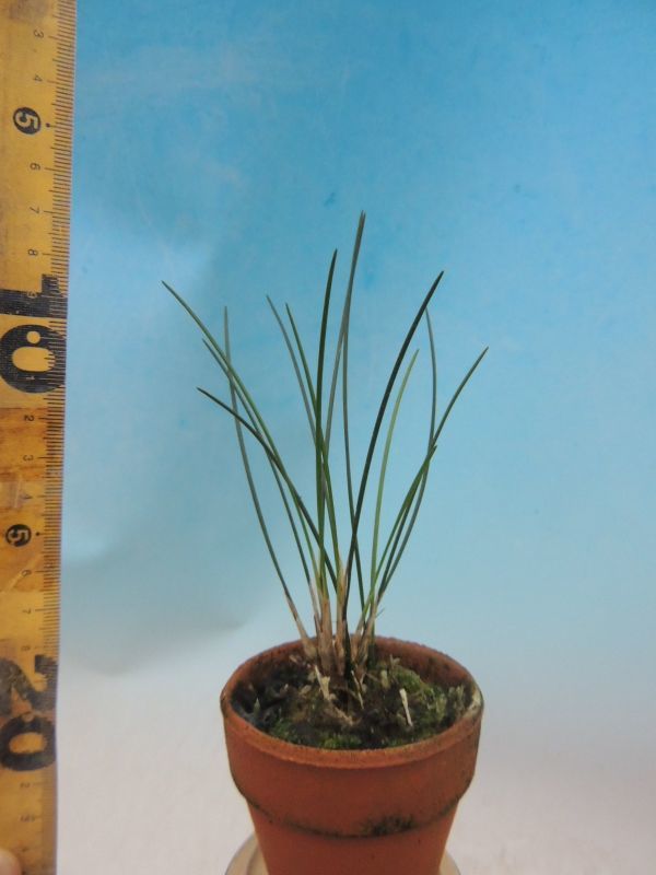 【やや傷や汚れあり】T♪洋蘭 Dendrobium shearmanii デンドロビューム 洋ランの落札情報詳細 - ヤフオク落札価格検索 ...