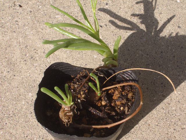 【傷や汚れあり】オトンナ レチンゲリ 抜き苗 多肉植物の落札情報詳細 - Yahoo!オークション落札価格検索 オークフリー