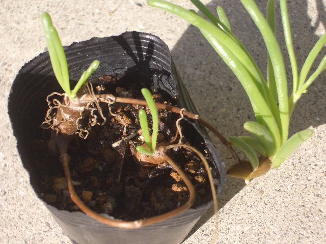 【傷や汚れあり】オトンナ レチンゲリ 抜き苗 多肉植物の落札情報詳細 - Yahoo!オークション落札価格検索 オークフリー