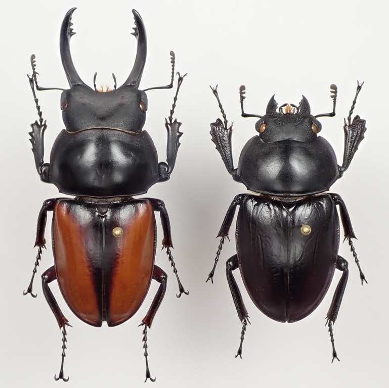 【傷や汚れあり】中古 昆虫標本 海外 まとめ クワガタムシ マルバネクワガタ デリカトゥスマルバネ neolucanus delicatus ...