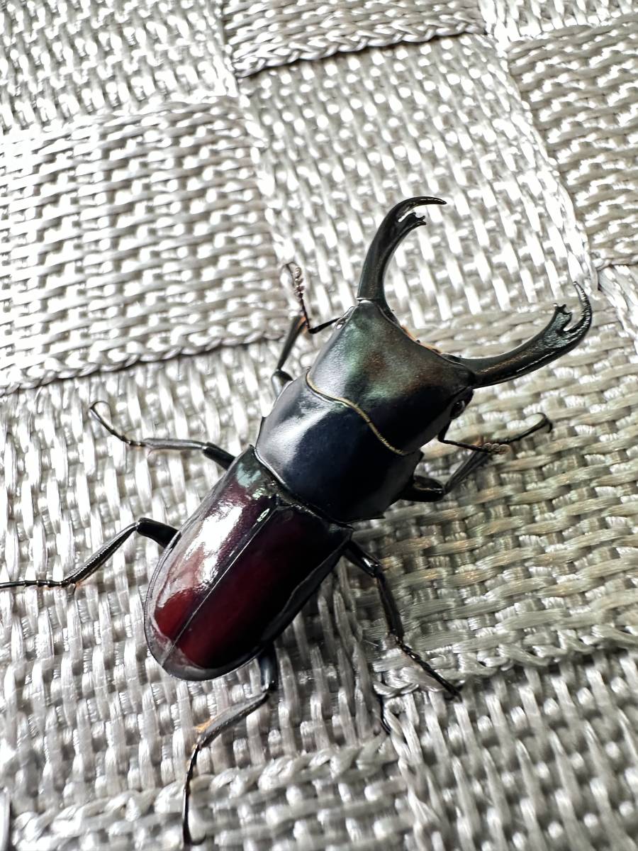 【未使用】チュチェンセスジ 2～3令幼虫ペア WF3 セスジ セスジクワガタの落札情報詳細 - ヤフオク落札価格検索 オークフリー