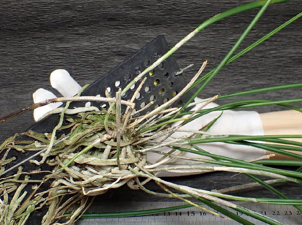 【未使用】(^。 ^)(592)洋蘭原種, B. cucullata 'Ching Hua' x selfの落札情報詳細 - ヤフオク落札価格 ...