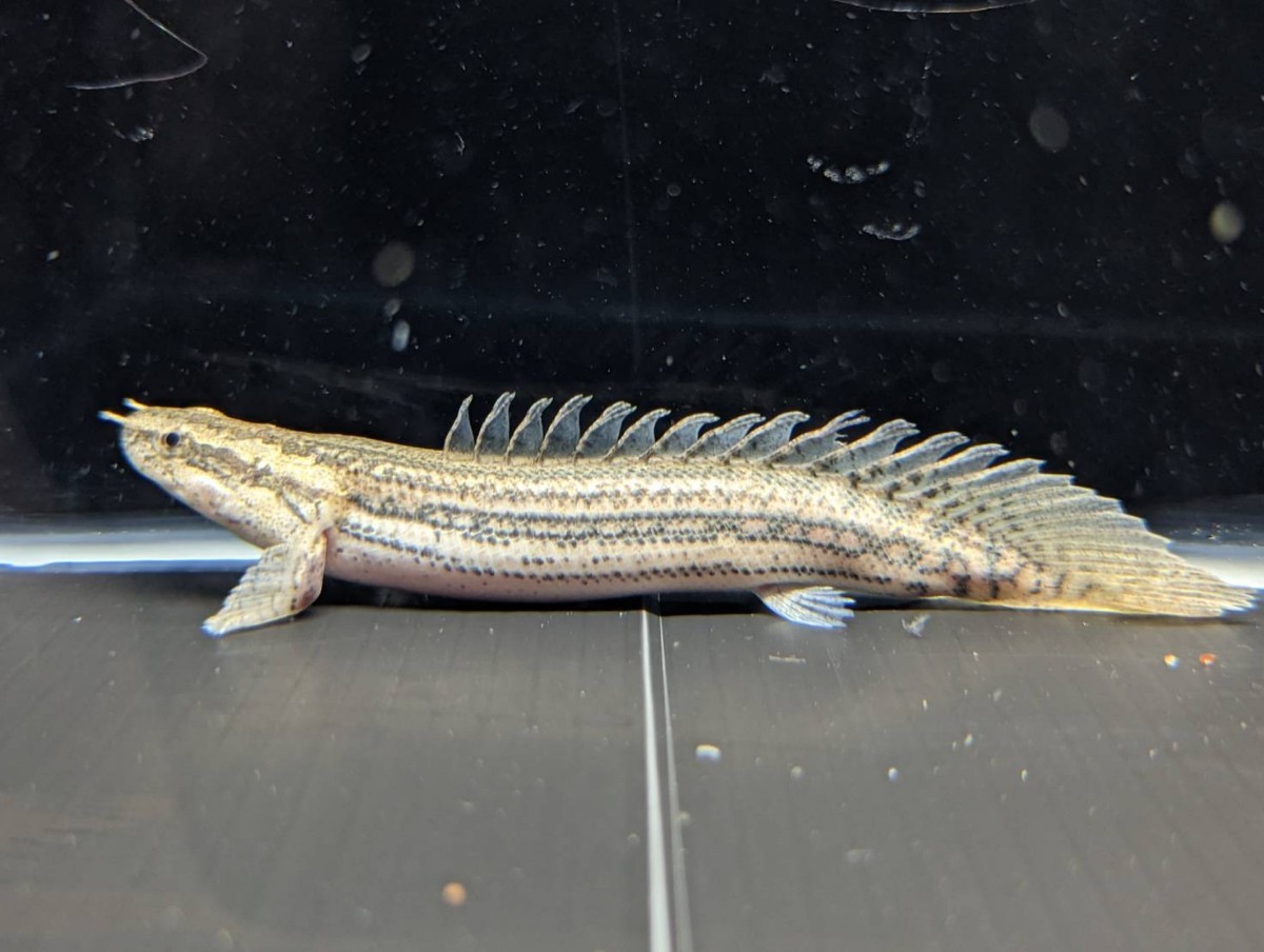 【目立った傷や汚れなし】《toto fish》ポリプテルス ラプラディ 約13cm po ラプラティ 太めの落札情報詳細 - ヤフオク落札価格 ...