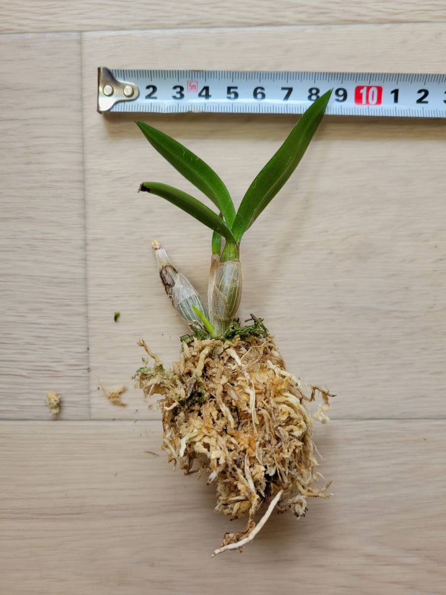 【目立った傷や汚れなし】【デンドロビウム・ヒロタ】Dendrobium Hirota ラン科 交配種 デンファレの落札情報詳細 - ヤフオク落札価格検索 オークフリー