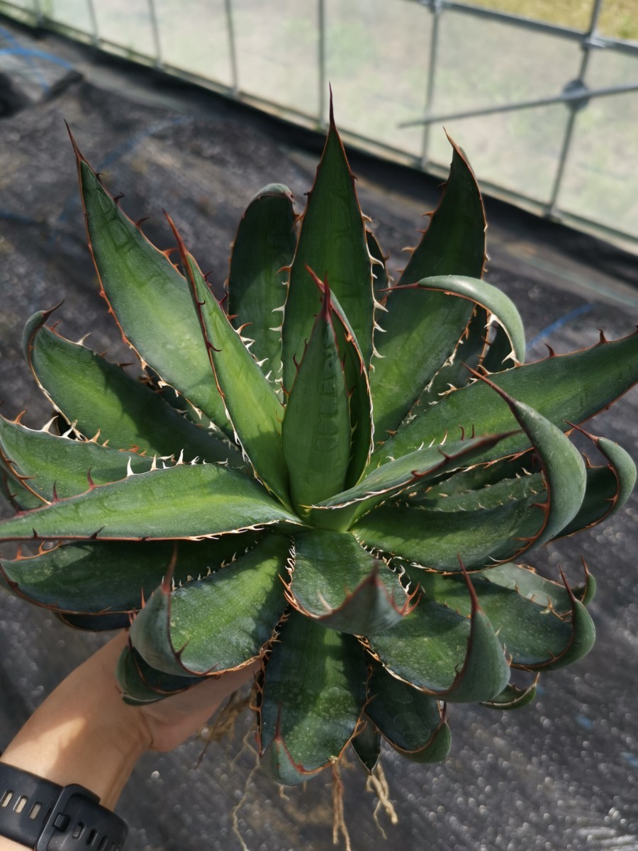 【未使用に近い】Agave horrida ssp.perotensis アガベ・ホリダ ペロテンシス★多肉植物種子10粒R24★第四種送料 ...