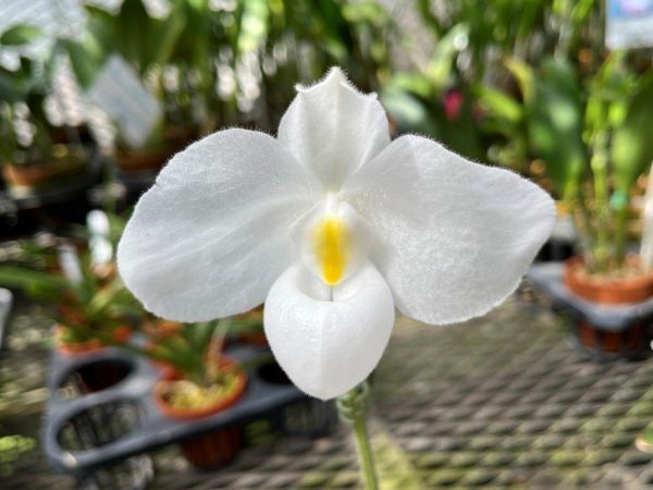 【やや傷や汚れあり】P-35 Paph. Pink Sky 'Sato' (Lady Isabel x delenatii) 洋蘭 交配種 パフィオ (R5-0604-P)の落札情報詳細 ...